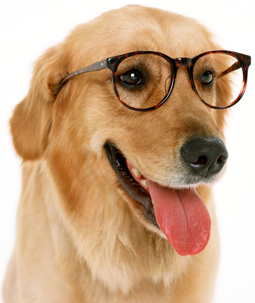 Dog Facts: 77 Facts about Dogs ←FACTSlides→