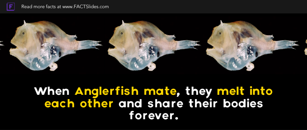When Male And Female Anglerfish Mate They Melt Into Each