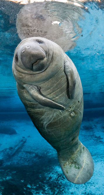 Christopher Columbus Facts: 21 Facts about Christopher Columbus ← ...