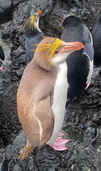 Penguin Facts: 29 Facts about Penguins ←FACTSlides→