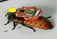 Cockroach Facts: 18 Facts about Cockroaches ←FACTSlides→