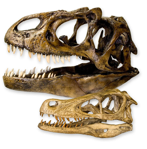 Dinosaur Facts: 29 Facts about Dinosaurs ←FACTSlides→