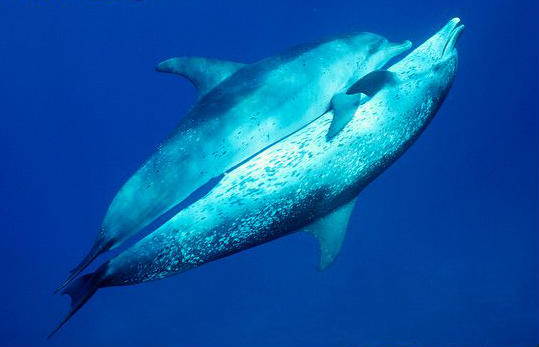 Dolphin Facts: 32 Facts about Dolphins ←FACTSlides→