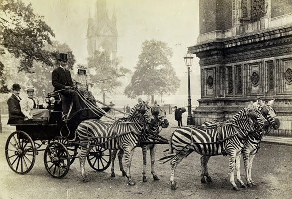 Zebra Facts: 10 Facts about Zebras ←FACTSlides→