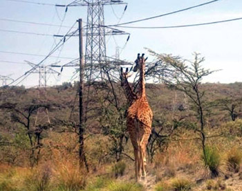 Giraffe Facts: 29 Facts about Giraffes ←FACTSlides→