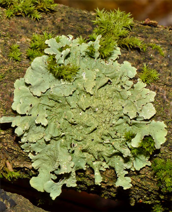 Mars Facts: 36 Facts about Mars ←FACTSlides→