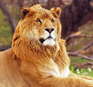 Tiger Facts: 28 Facts about Tigers ←FACTSlides→