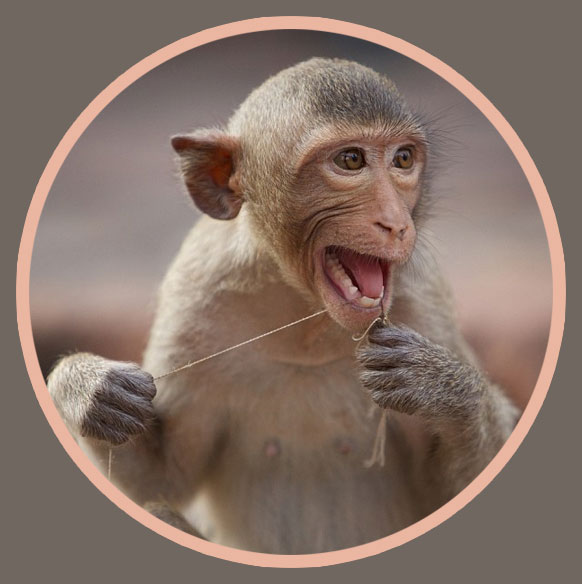 Monkey Facts: 17 Facts about Monkeys ←FACTSlides→