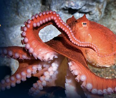 Octopus Facts: 29 Facts about Octopuses ←FACTSlides→