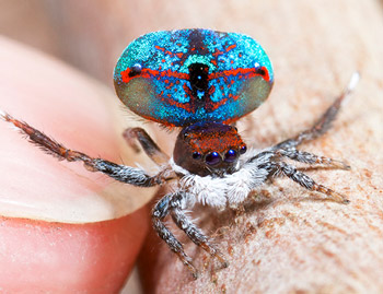 Spider Facts: 28 Facts about Spiders ←FACTSlides→