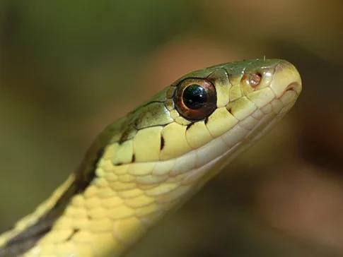 Snake Facts: 38 Facts about Snakes ←FACTSlides→