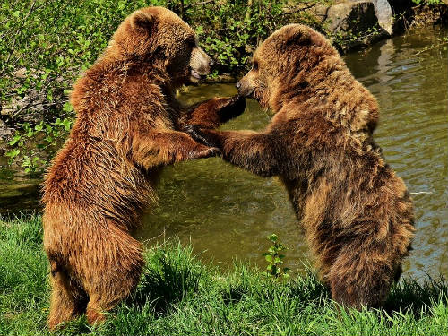 Bear Facts: 36 Facts about Bears ←FACTSlides→