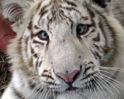 Tiger Facts: 28 Facts about Tigers ←FACTSlides→